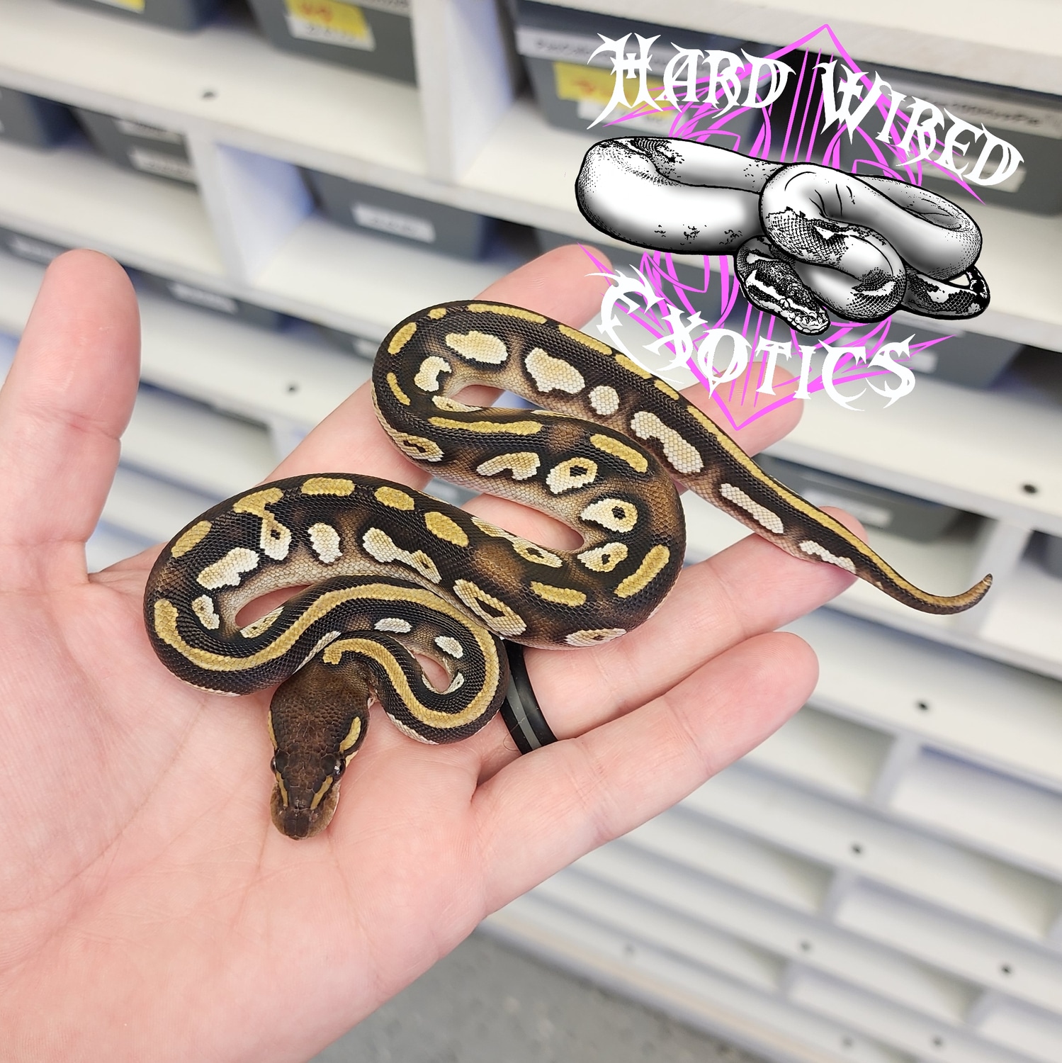 Black Head OD Mojave Ball Python by Hard Wired Exotics - MorphMarket