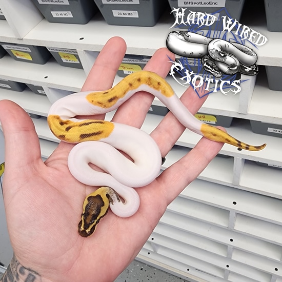 Enchi Fire Leopard Pied Ball Python by Hard Wired Exotics
