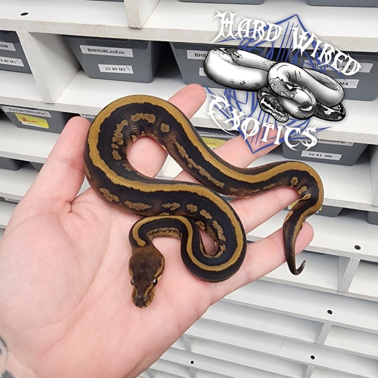Chocolate Leopard Stranger 66% Het Hypo 66% Het DG Ball Python by Hard Wired Exotics
