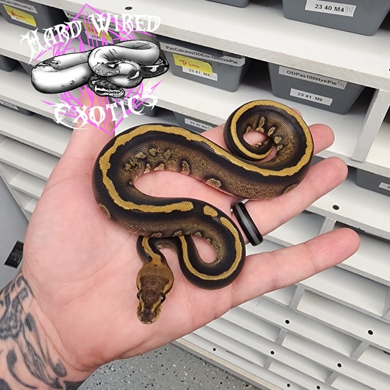 Chocolate Vanilla Stranger 66% Het DG 66% Het Hypo Ball Python by Hard Wired Exotics