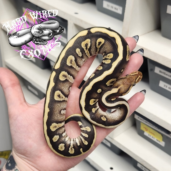 Chocolate Mojave Spotnose Possible Calico Ball Python by Hard Wired Exotics