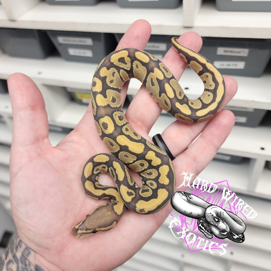 Black Head Vanilla Hypo Ball Python by Hard Wired Exotics