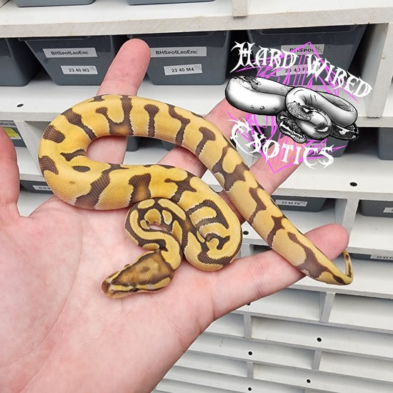 OD Vanilla Enchi Hypo Ball Python by Hard Wired Exotics