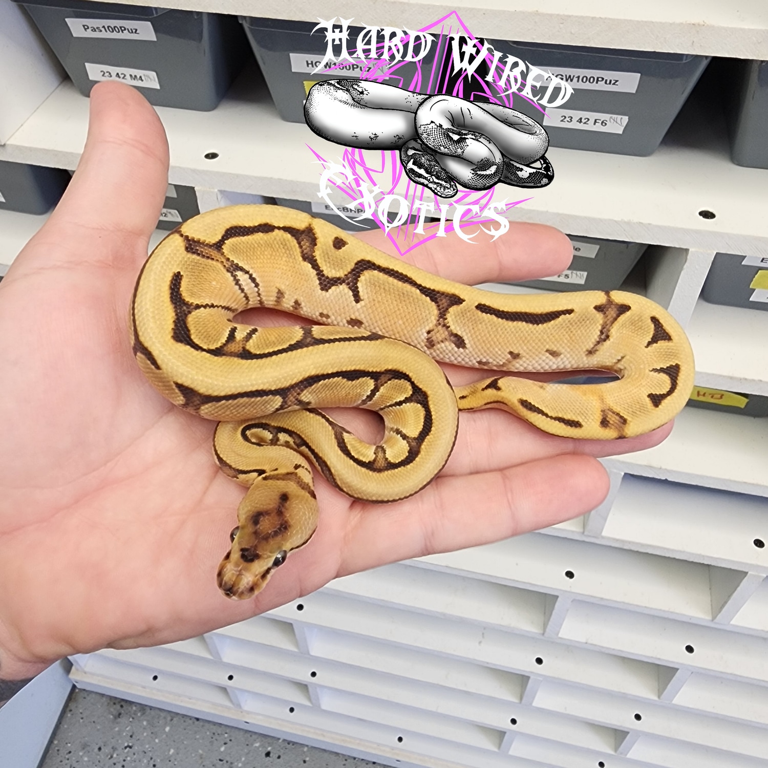 HGW Enchi Het Lavender Albino Het Pied Het Clown Ball Python by Hard ...
