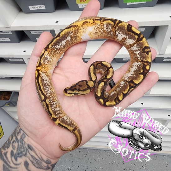 Spider Calico Enchi YB Pos OD 50% Het Pied Ball Python by Hard Wired ...