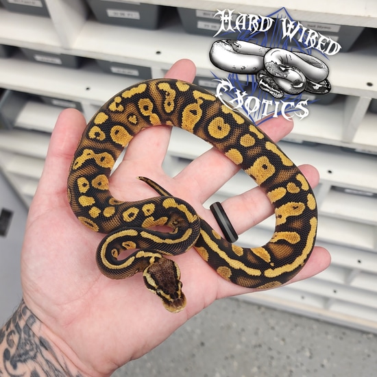 Pastel Blackhead Stranger 50% Het Clown Ball Python by Hard Wired Exotics