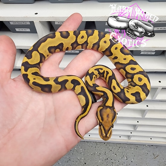 Chocolate Leopard Probably Blackhead Probably Hypo Visual DG Ball Python by Hard Wired Exotics