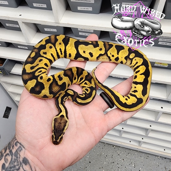 Pastel Leopard Het Puzzle Ball Python by Hard Wired Exotics