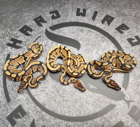No Reserve!! Trio HGW YB Het Lavender Albino Het Pied Het Clown Ball ...