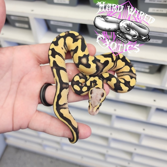 Pastel DG Hypo Ball Python by Hard Wired Exotics