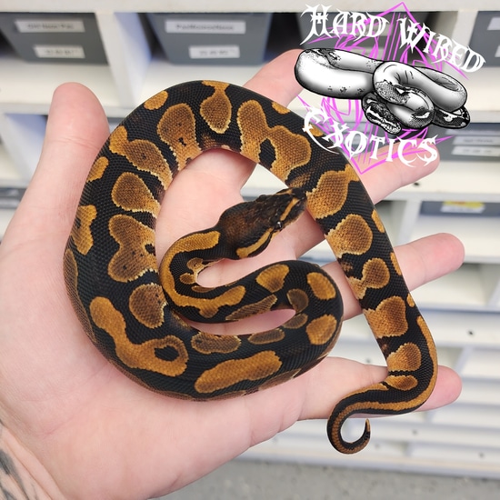 Super NR Mandarin Pos Het Hypo Ball Python by Hard Wired Exotics