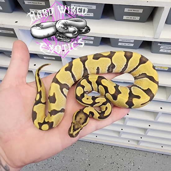 Enchi DG 66% Het Pied Ball Python by Hard Wired Exotics