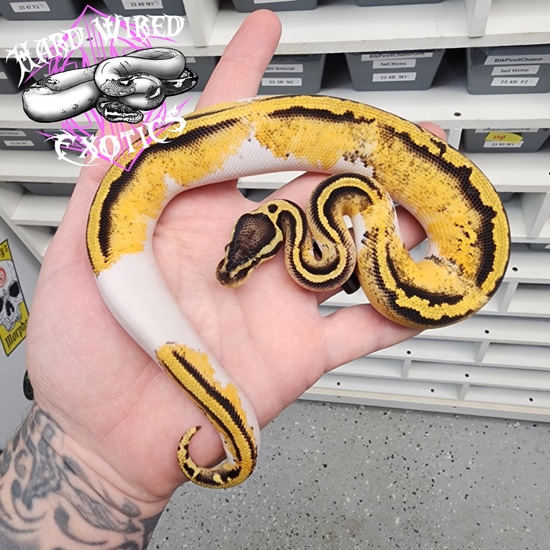 Pastel Enchi Pos YB Pied Het DG Ball Python by Hard Wired Exotics