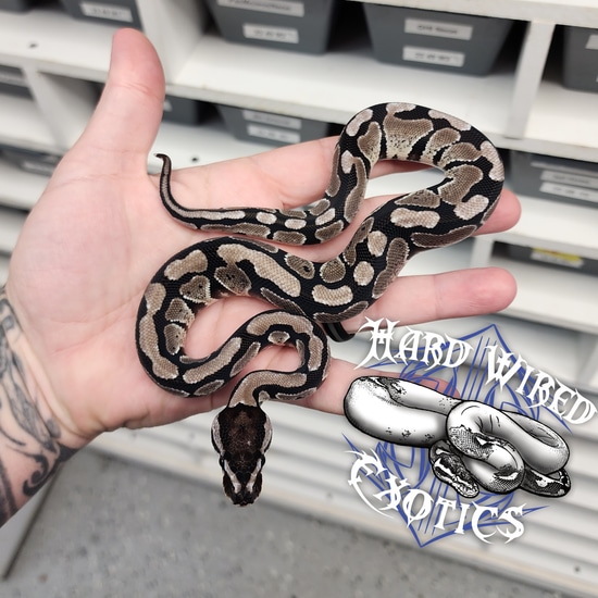 Axanthic VPI Het Clown Ball Python by Hard Wired Exotics