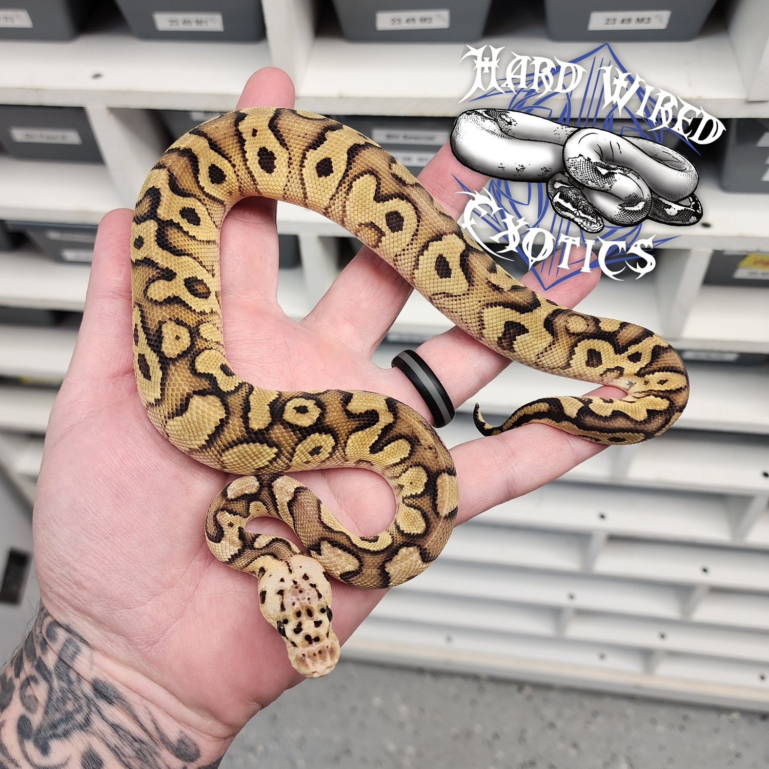 Pastel Cypress Clown Het DG Ball Python by Hard Wired Exotics - MorphMarket