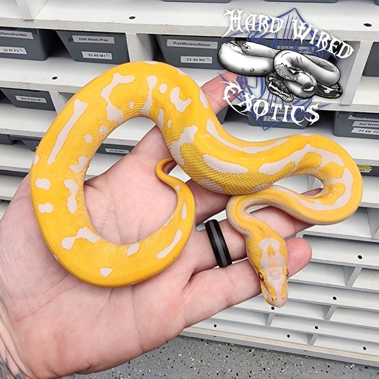 OD YB Leopard Lavender Albino Ball Python by Hard Wired Exotics