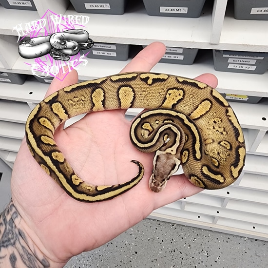 NO RESERVE! Pastel Stranger Het Clown Het Hypo Ball Python by Hard Wired Exotics