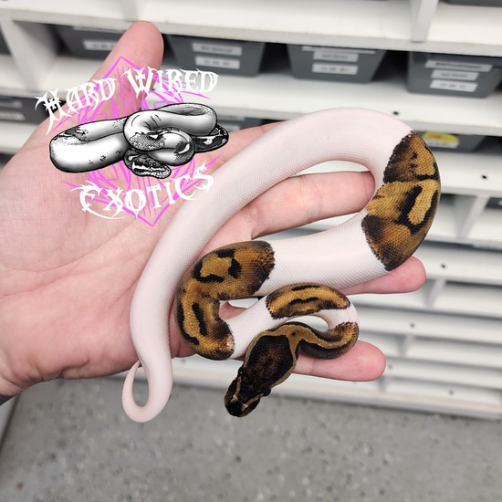 Pied 66% Het DG Ball Python by Hard Wired Exotics