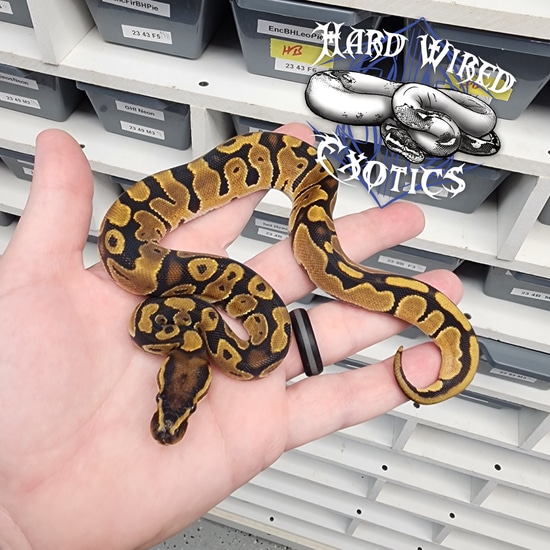 OD Window Het Pied Het Hypo Ball Python by Hard Wired Exotics