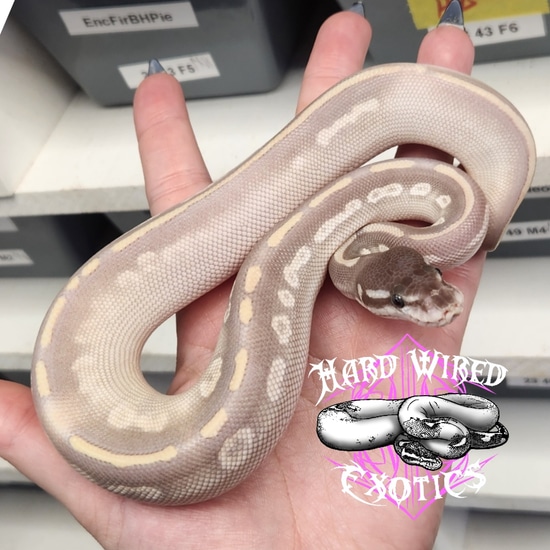 Blackhead Purple Passion Ball Python by Hard Wired Exotics
