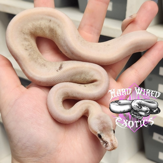 Black Pewter Champagne Paradox Het Hypo Ball Python by Hard Wired Exotics