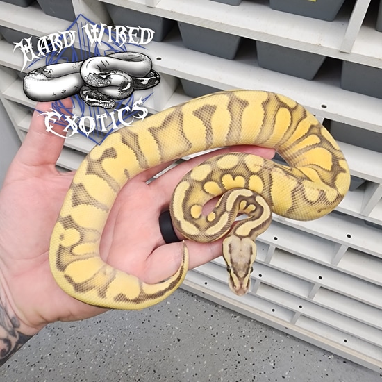 No Reserve! Pastel Enchi Stranger Hypo 66% Het Clown Ball Python by Hard Wired Exotics