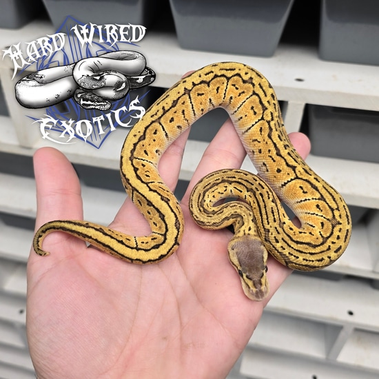 Pastel Cypress Pinstripe Het DG Pos Het Hypo Ball Python by Hard Wired Exotics