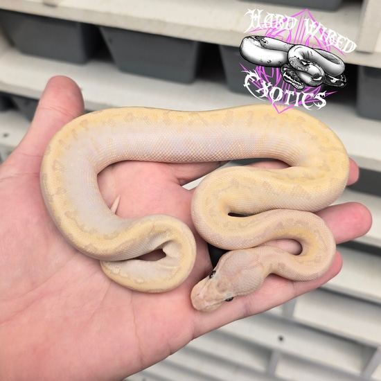 Banana Bamboo Calico Pinstripe Pos Asphalt Pastel And Chocolate Ball Python by Hard Wired Exotics