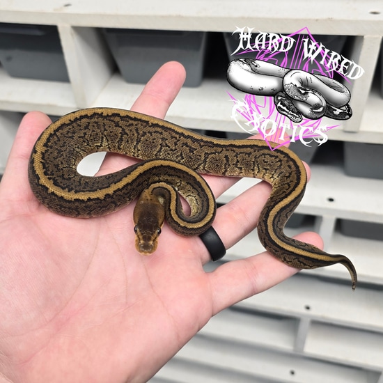 Stranger Pinstripe Het DG Pos Het Clown Ball Python by Hard Wired Exotics