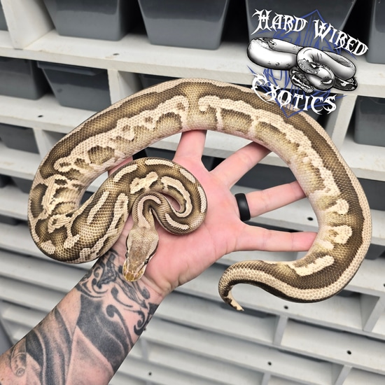 Pastel Fire Leopard Mojave Het DG Ball Python by Hard Wired Exotics