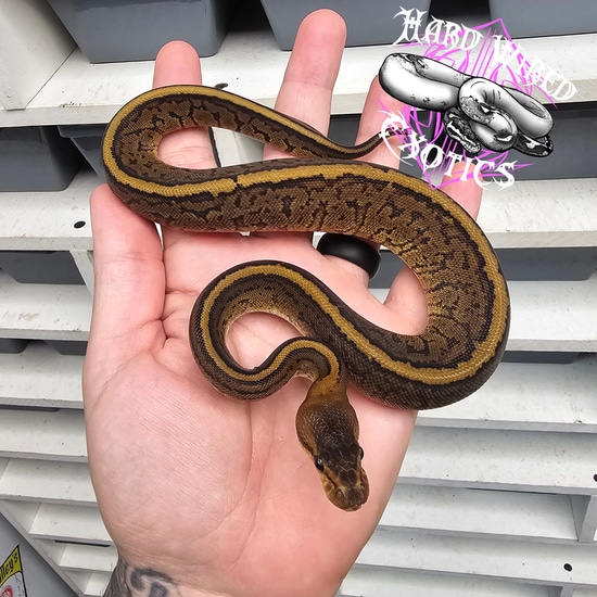Stranger Pinstripe Het DG Pos Het Clown Ball Python by Hard Wired Exotics