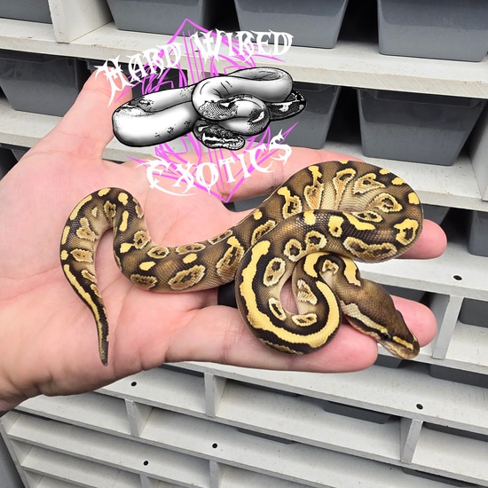 Hetari Butter YB Ball Python by Hard Wired Exotics