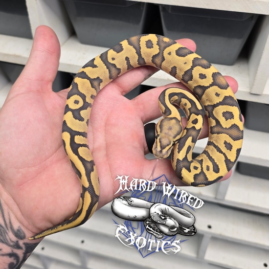 Leopard YB Hypo DG Ball Python by Hard Wired Exotics