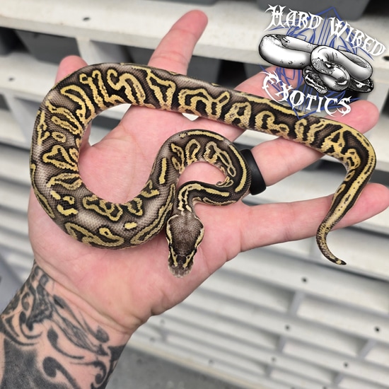 Super Pastel Leopard Super Trick Ball Python by Hard Wired Exotics