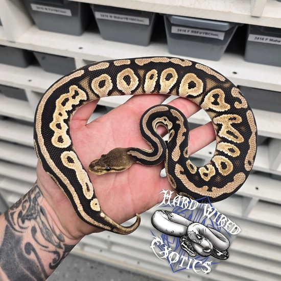 Cypress Cinnamon Ball Python by Hard Wired Exotics