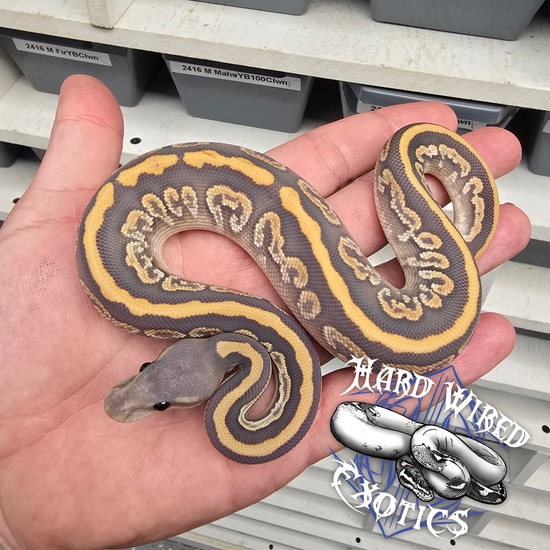 Black Pastel Mojave Hypo Ball Python by Hard Wired Exotics