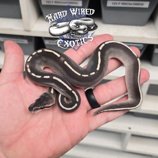 GHI Mojave Chocolate Het Hypo Ball Python by Hard Wired Exotics
