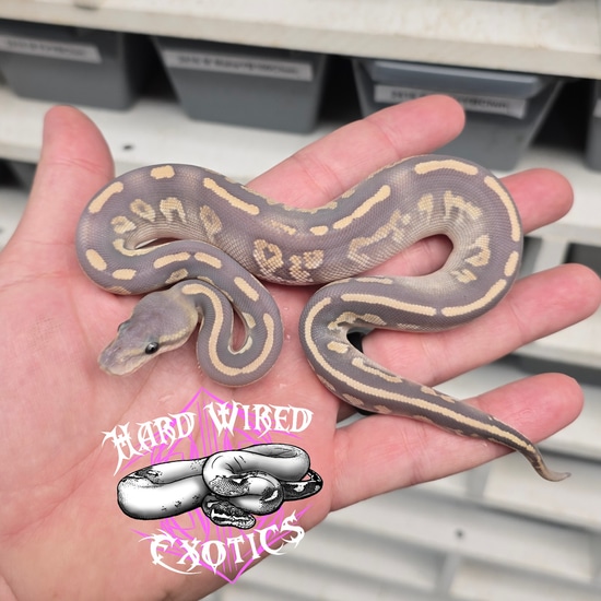 Super Chocolate Mojave Hypo Ball Python by Hard Wired Exotics