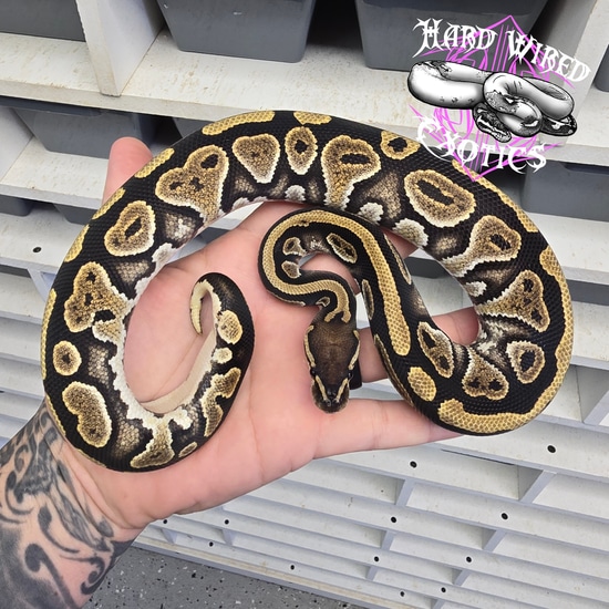 Redhead Het Pied Ball Python by Hard Wired Exotics