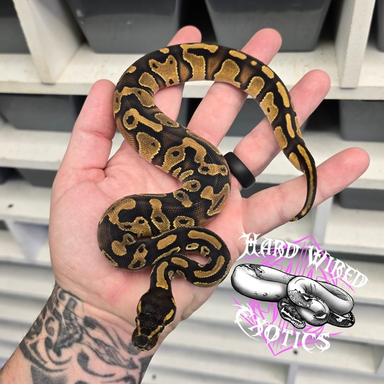 Black Head Enchi Het Pied Ball Python by Hard Wired Exotics