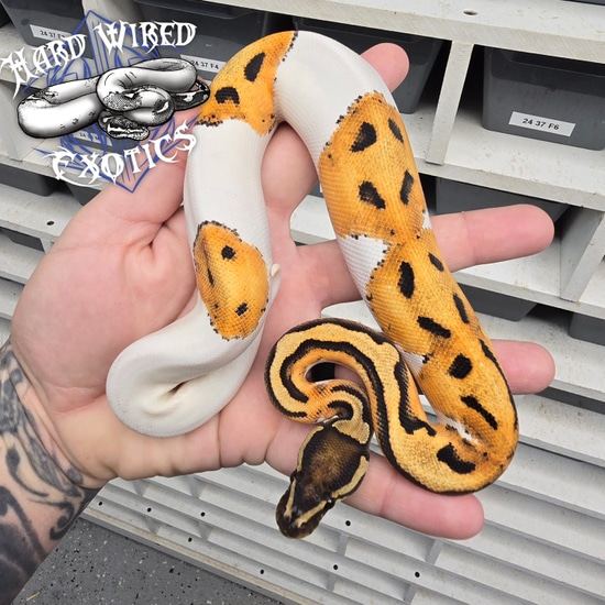OD Pied Ball Python by Hard Wired Exotics
