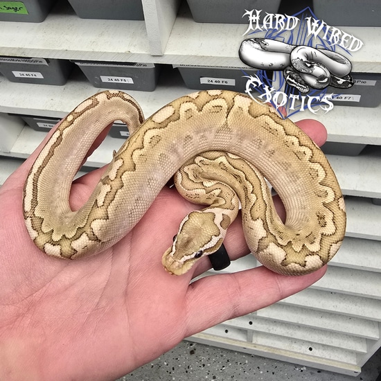 Pastel Bamboo Het Puzzle Ball Python by Hard Wired Exotics
