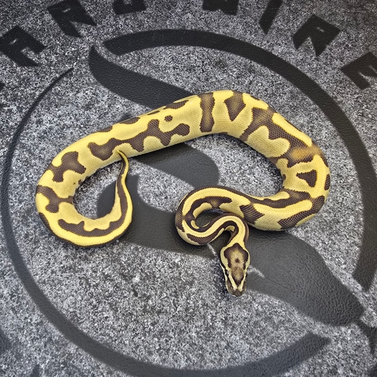 Leopard Vanilla Enchi DG Het Hypo Ball Python by Hard Wired Exotics