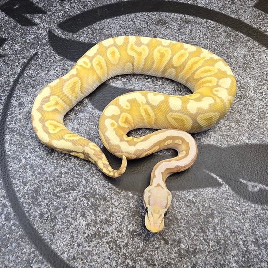 Pastel GHI Banana Het Clown Ball Python by Hard Wired Exotics
