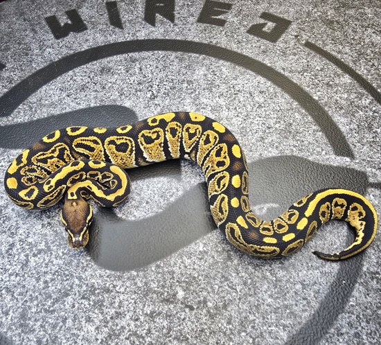 Nova Hurricane Ball Python by Hard Wired Exotics