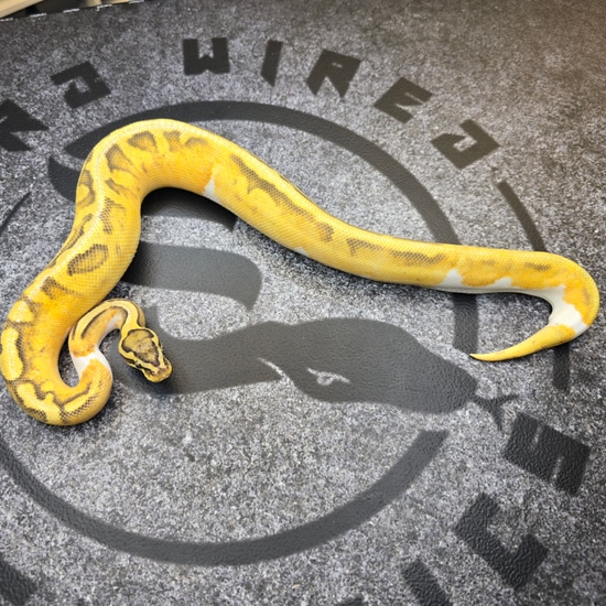 Pastel Enchi Hypo Pied Ball Python by Hard Wired Exotics