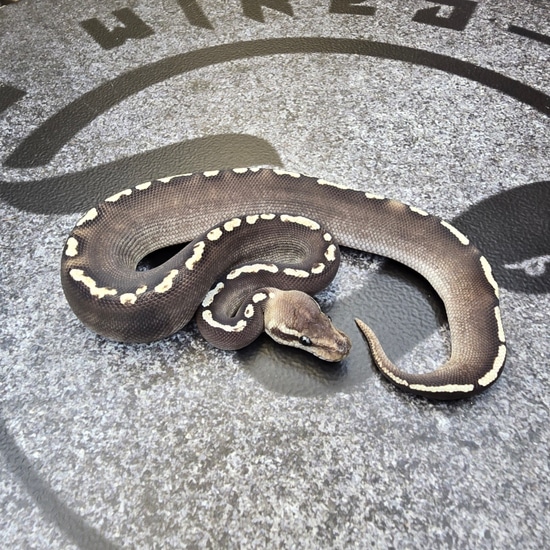 Pastel GHI Mojave Het Hypo Pos Chocolate Ball Python by Hard Wired Exotics