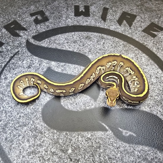 Fire Stranger Mojave Het Hypo 50% Het DG Ball Python by Hard Wired Exotics