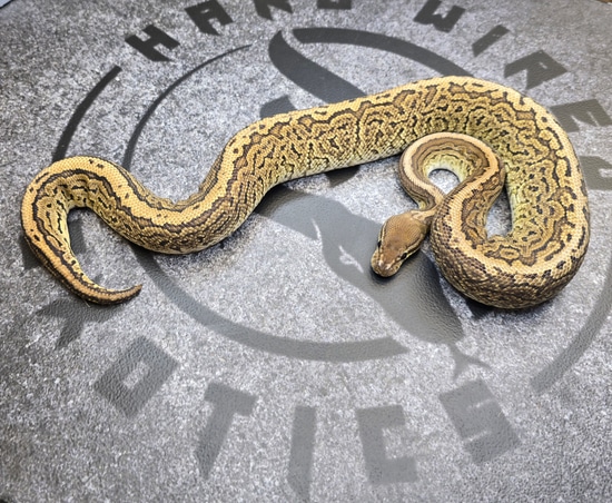 Black Pastel Hurricane Pinstripe Ball Python by Hard Wired Exotics
