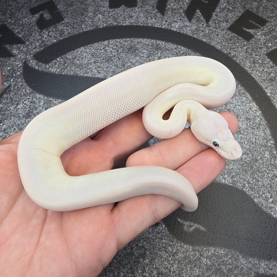 BEL Ball Python by Hard Wired Exotics